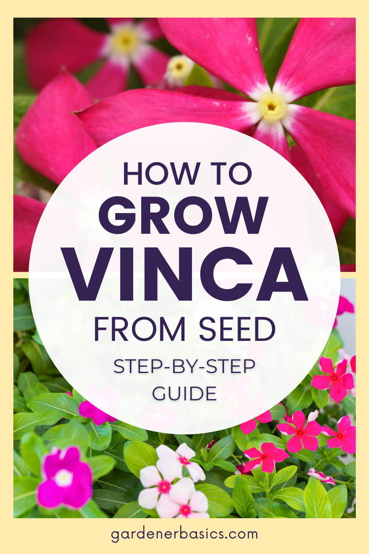 From Seed to Bloom: How to Successfully Start Vinca From Seed