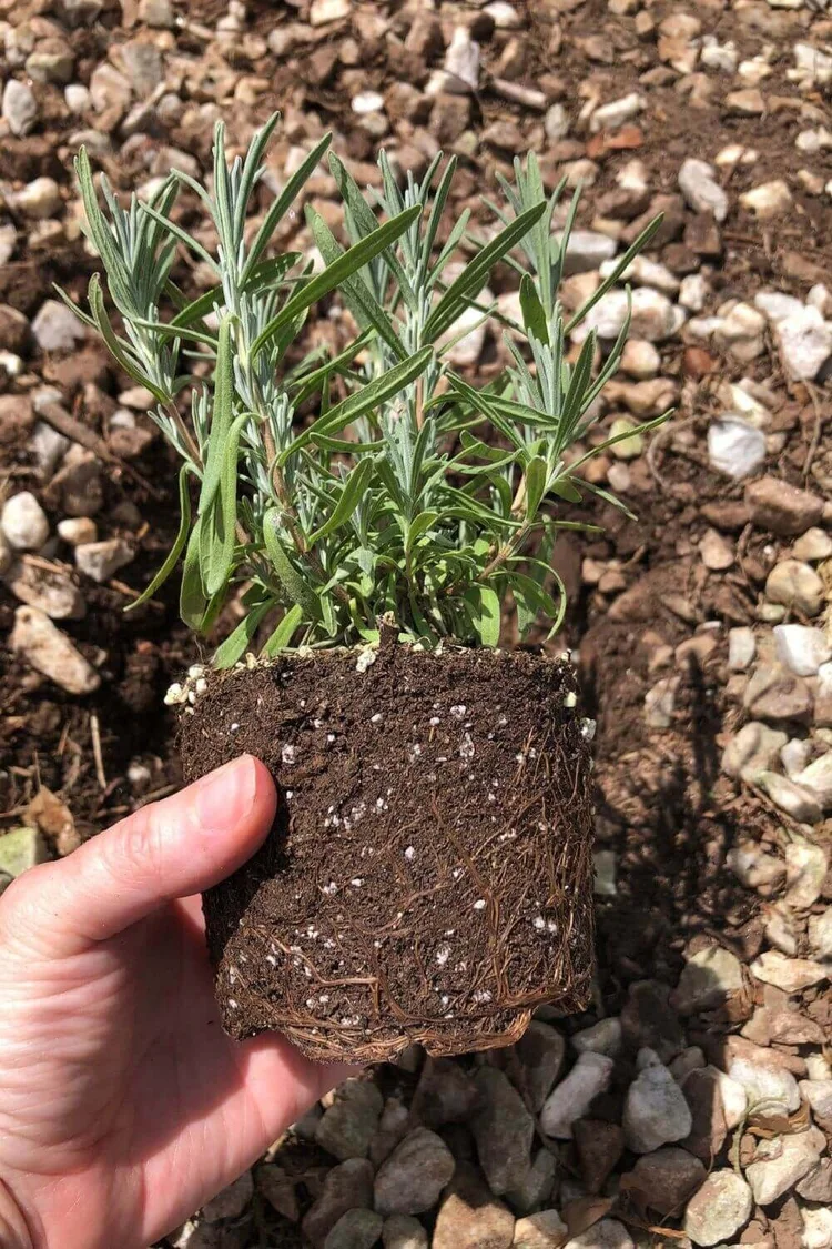 How to Plant a Lavender Hedge: A Step-by-Step Guide
