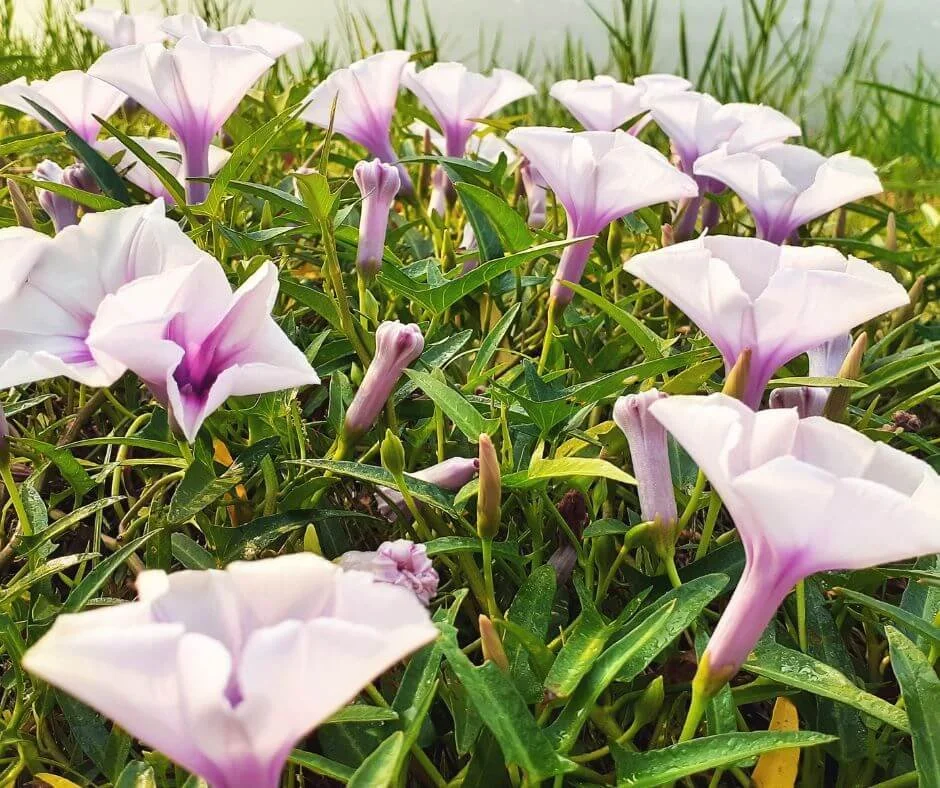 Gardener's Beware: Plants You'll Regret Inviting into Your Garden