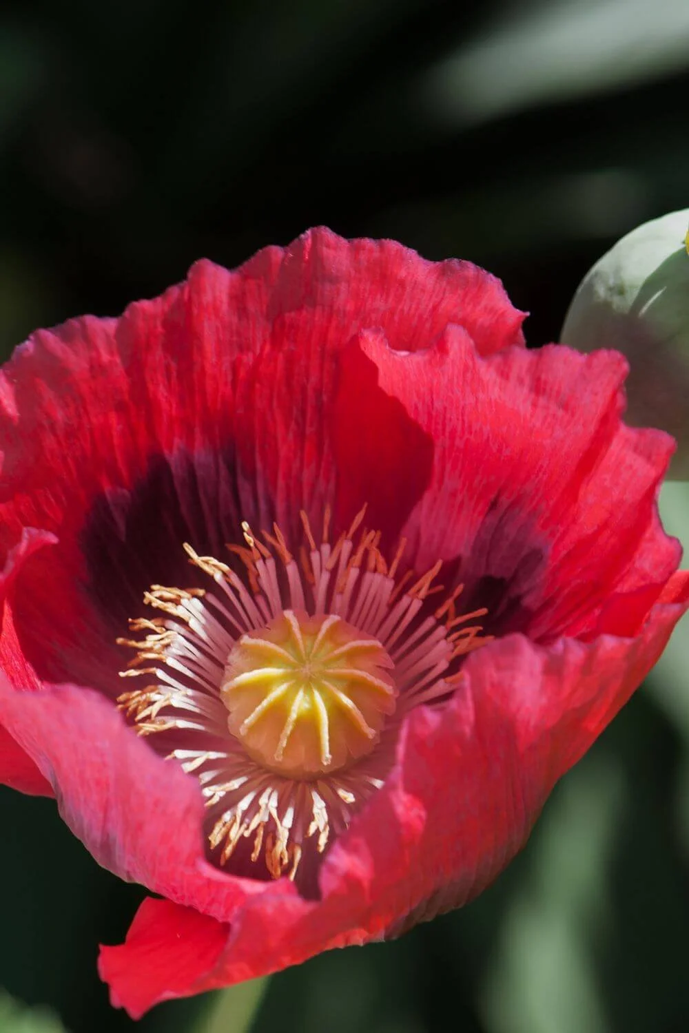11 Stunning Dark Cherry Red Flowers to Plant This Year