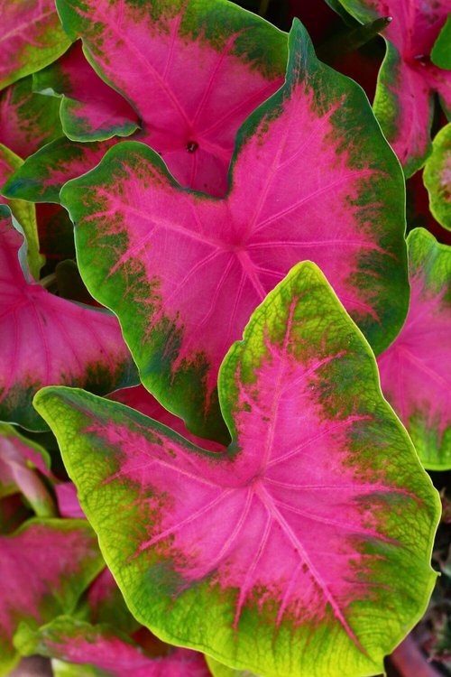 Best Foliage Annuals for Shade – 6 Stunning Plants for a Lush, Colorful ...