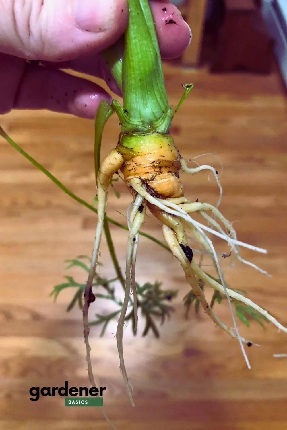 Twisted Carrots, Straight Solutions: Why It Happens & How to Fix It