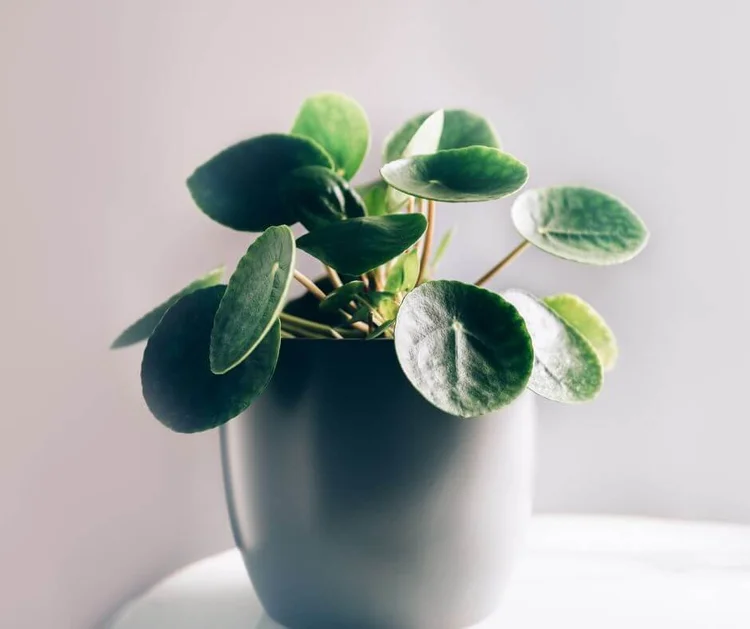 15 Fast Growing Indoor Plants for Your Home