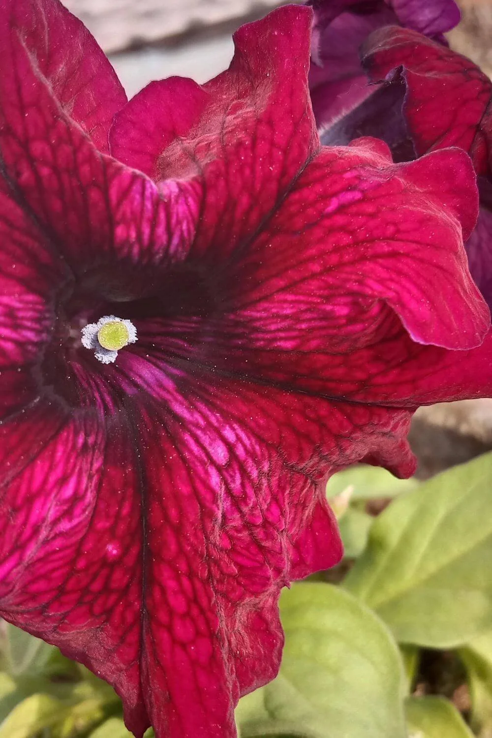 11 Stunning Dark Cherry Red Flowers to Plant This Year