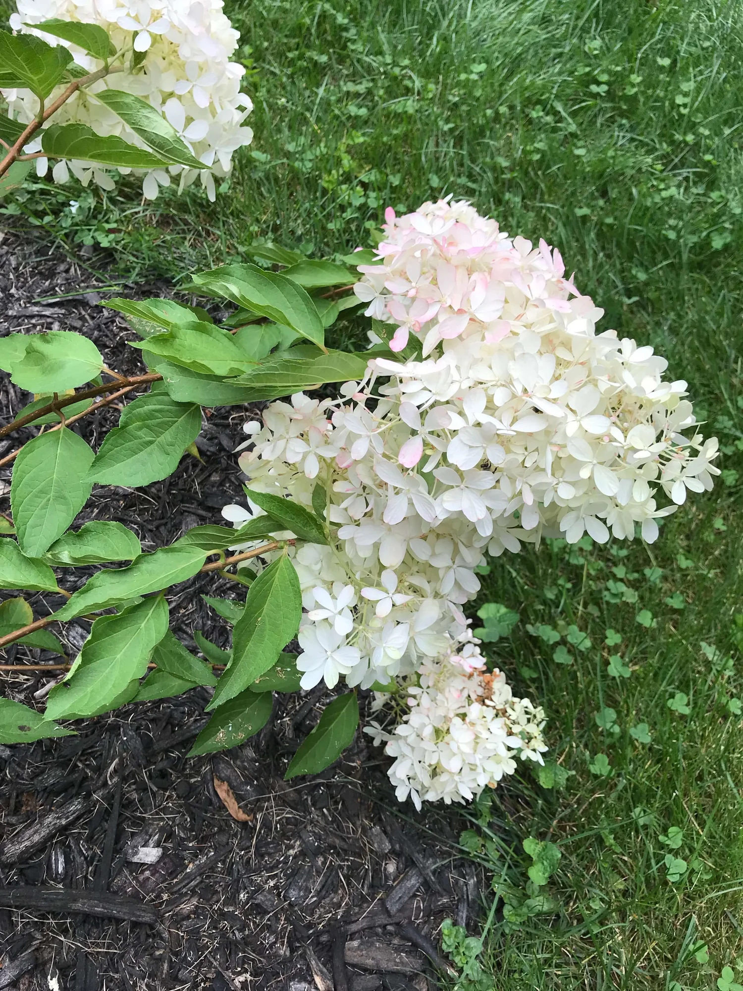 The Ultimate Guide to Growing Panicle Hydrangeas