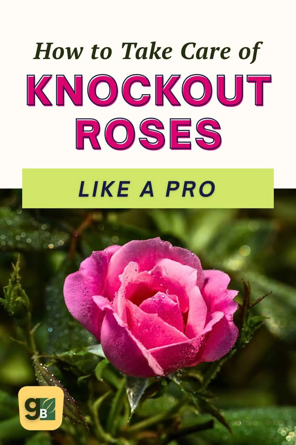 The Secret to Caring For Knockout Roses