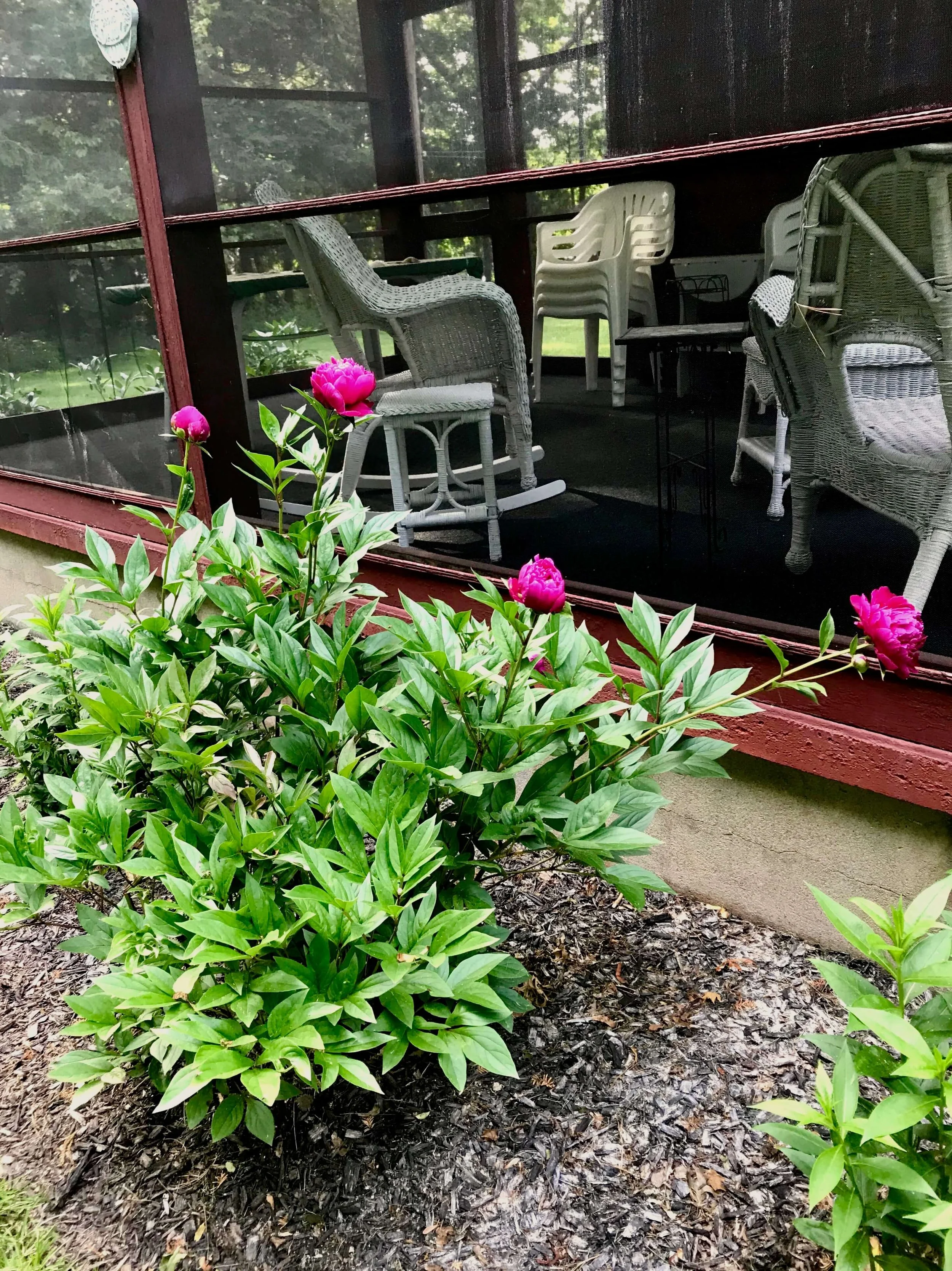 Uncovering the Causes of Peony Leaves Curling