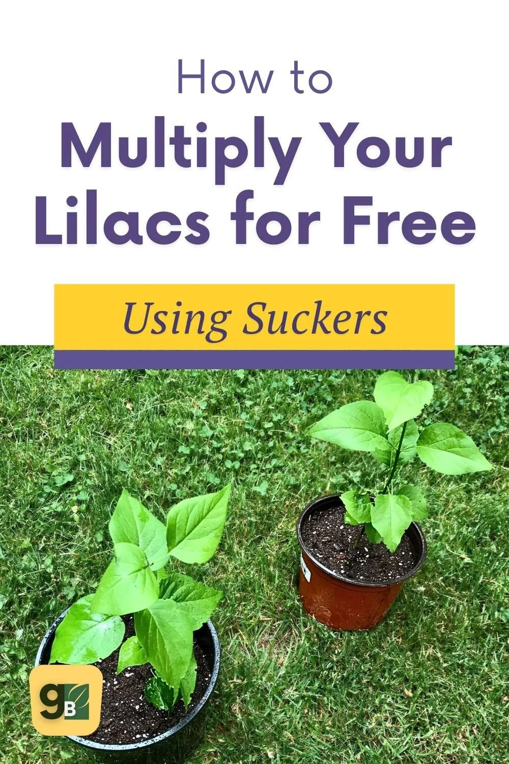 How to Propagate Lilacs: A Step-by-Step Guide