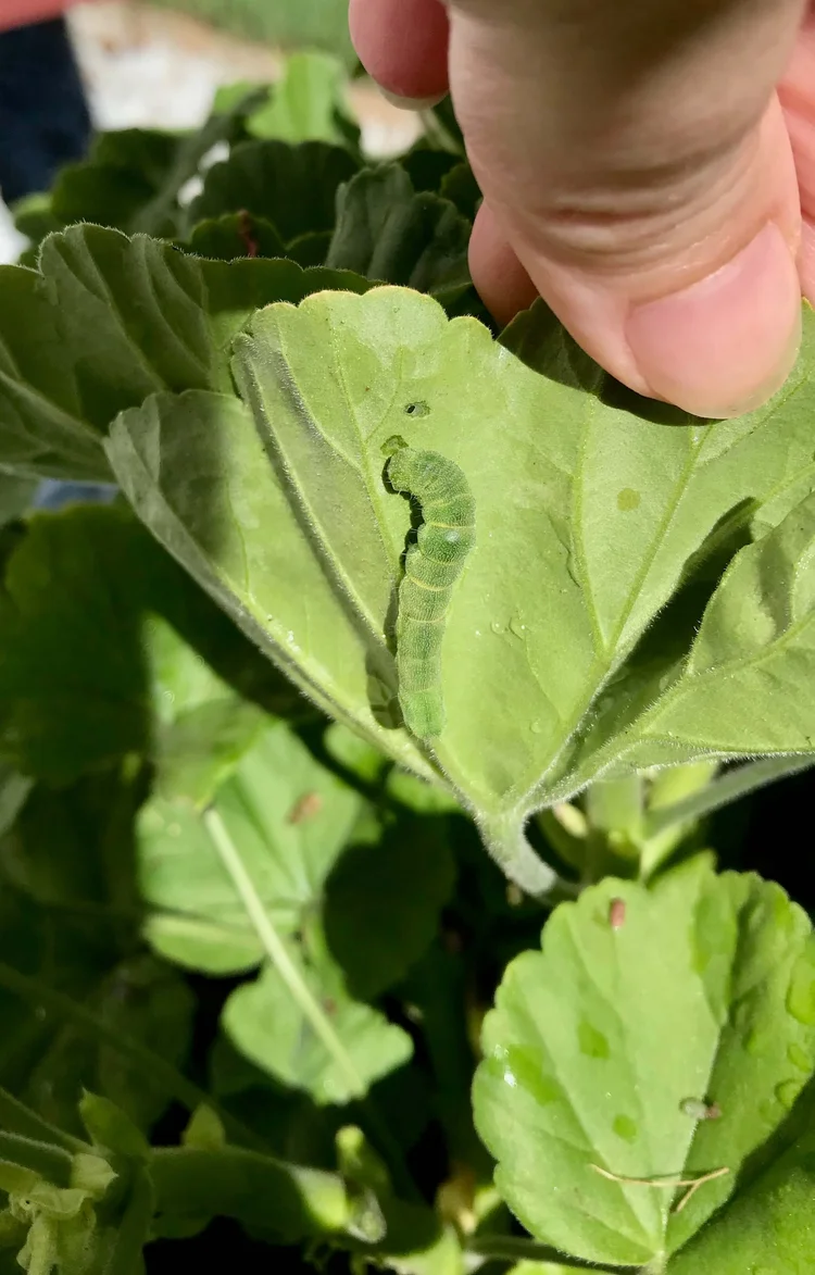 The Battle of the Budworms: Protecting Flowers From These Pests