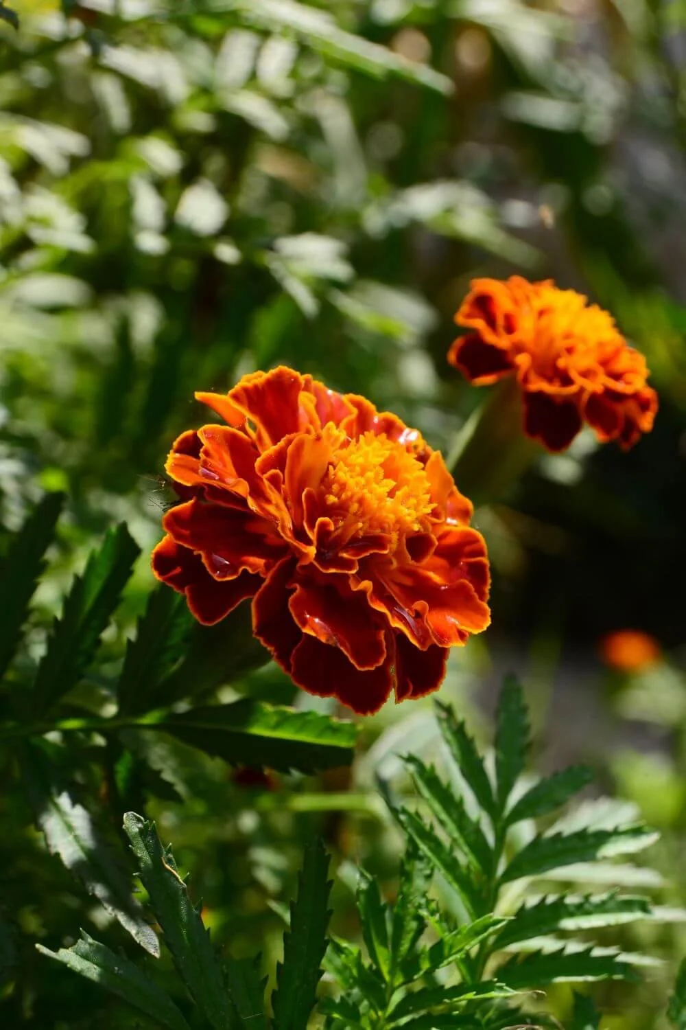 The One Flower You’re Probably Overlooking in Your Garden