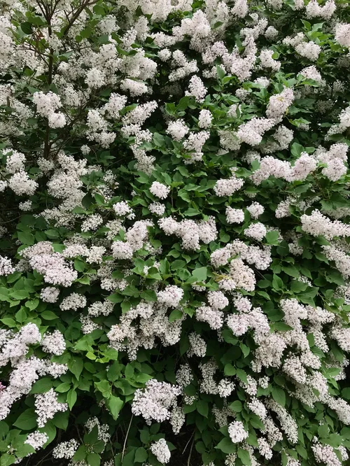 How to Propagate Lilacs: A Step-by-Step Guide