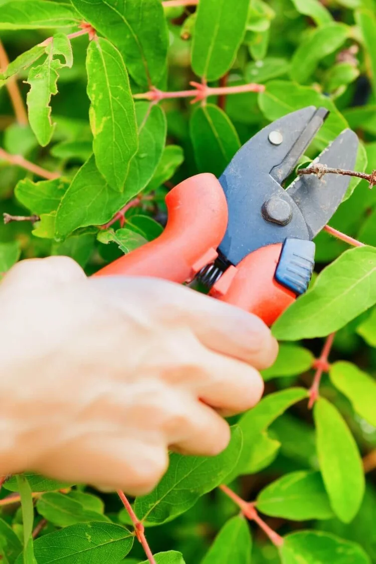 The Ultimate Guide to Pruning Tools: What You Need to Get Started