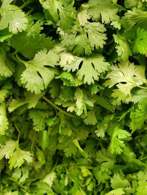 Growing Cilantro From Cuttings: A Step-by-Step Guide