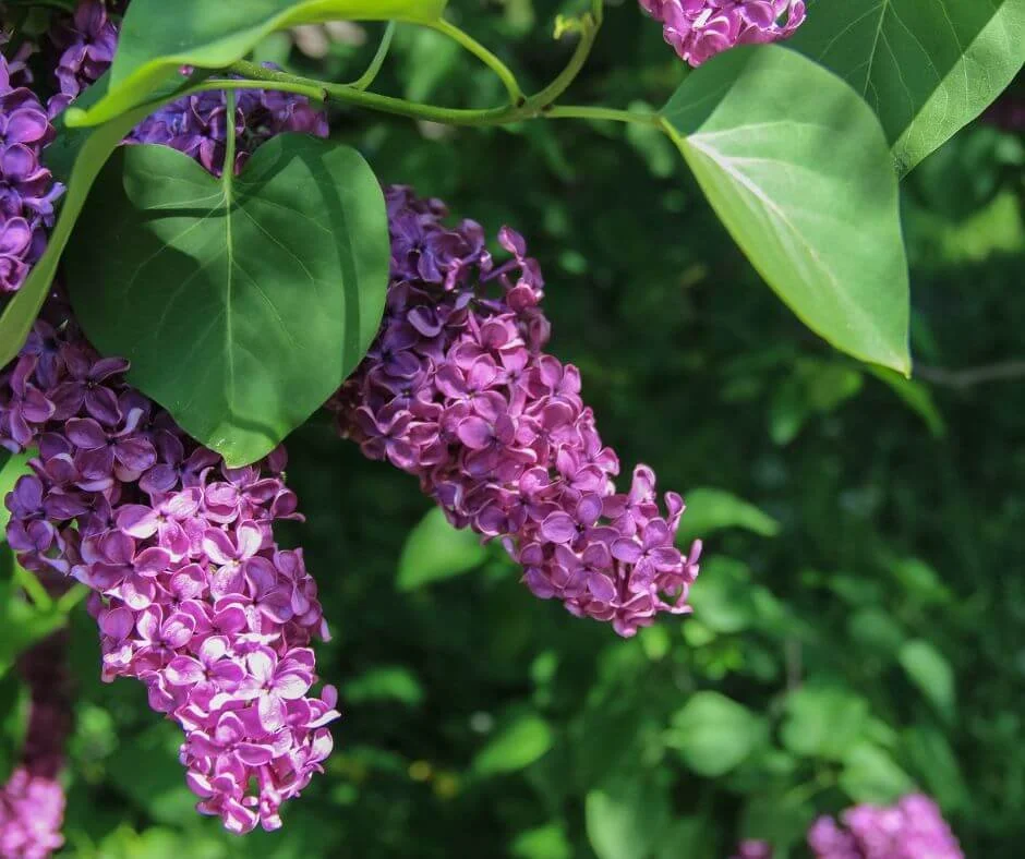 The Best Companion Plants for Blueberries (And Which Ones to Avoid)