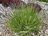 Types of Lavender: A Comparison Guide for the Perfect Choice