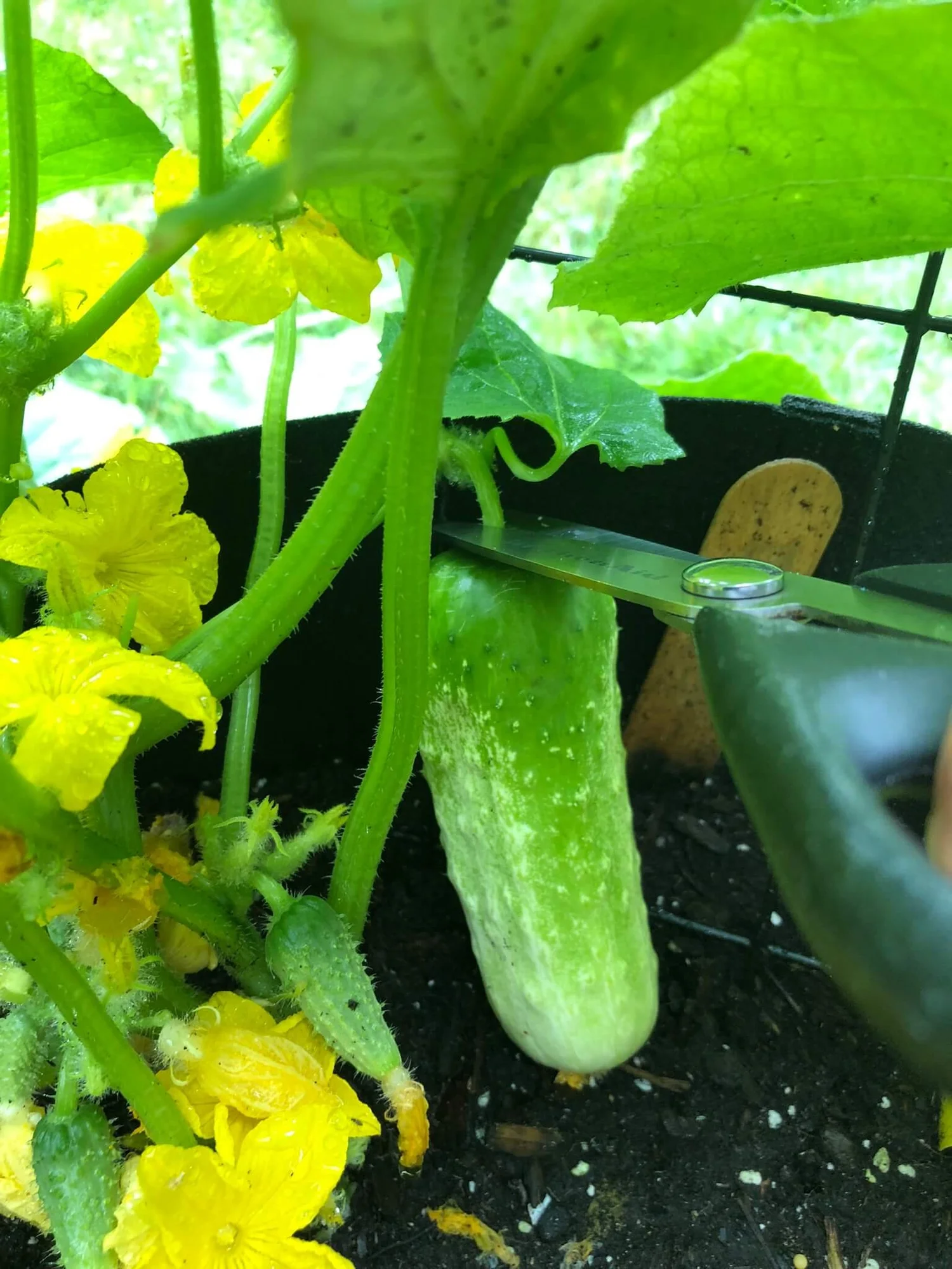 Boost Your Cucumber Harvest with This Simple Trick