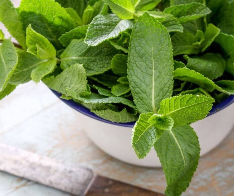 How Often to Water Mint: The Ultimate Guide