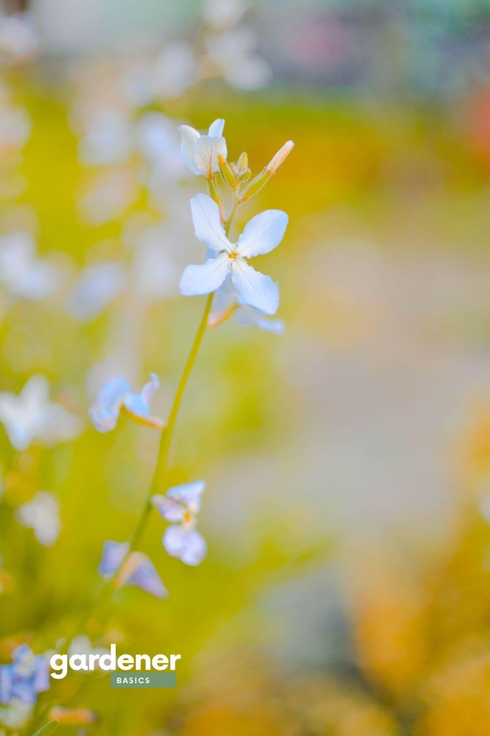 How to Grow a Moon Garden: Flowers That Glow and Smell Amazing at Night