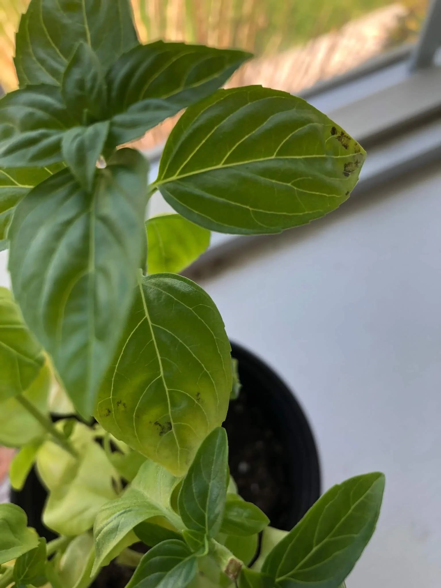 Banish the Blight: Conquering Black Spots on Basil