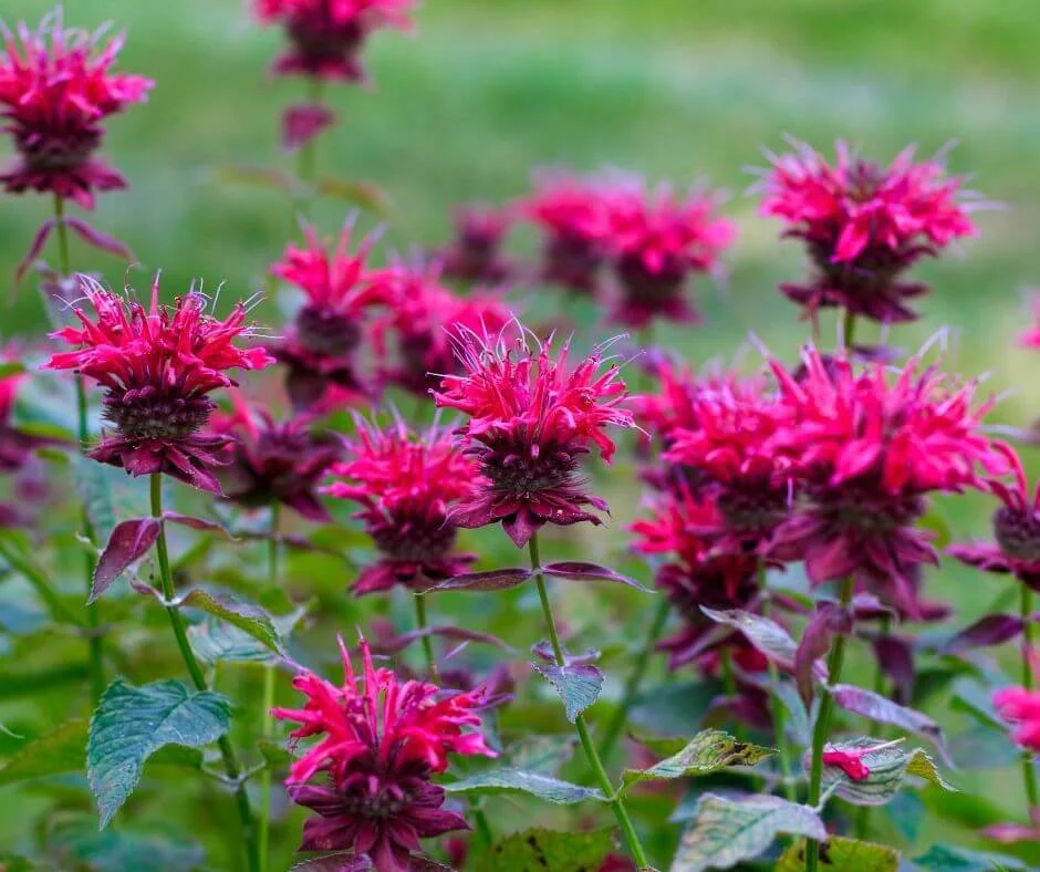 25 Stunning Pink Perennials to Enhance Your Garden