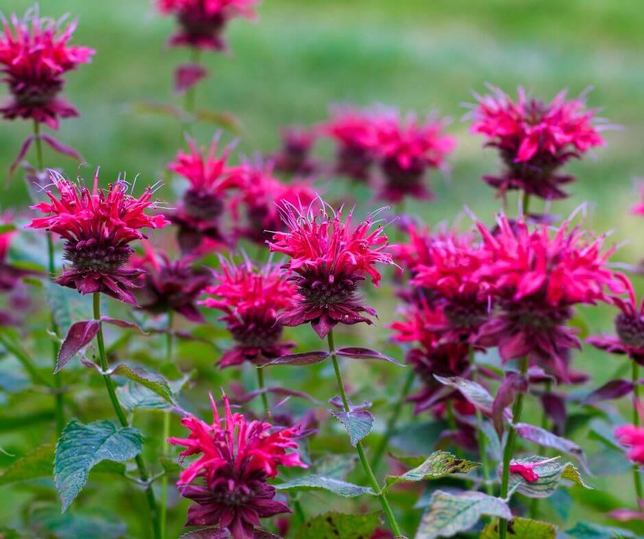 25 Stunning Pink Perennials to Enhance Your Garden