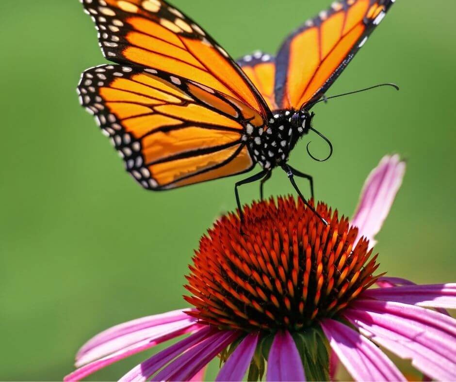 The Best and Worst Flowers for Attracting Pollinators