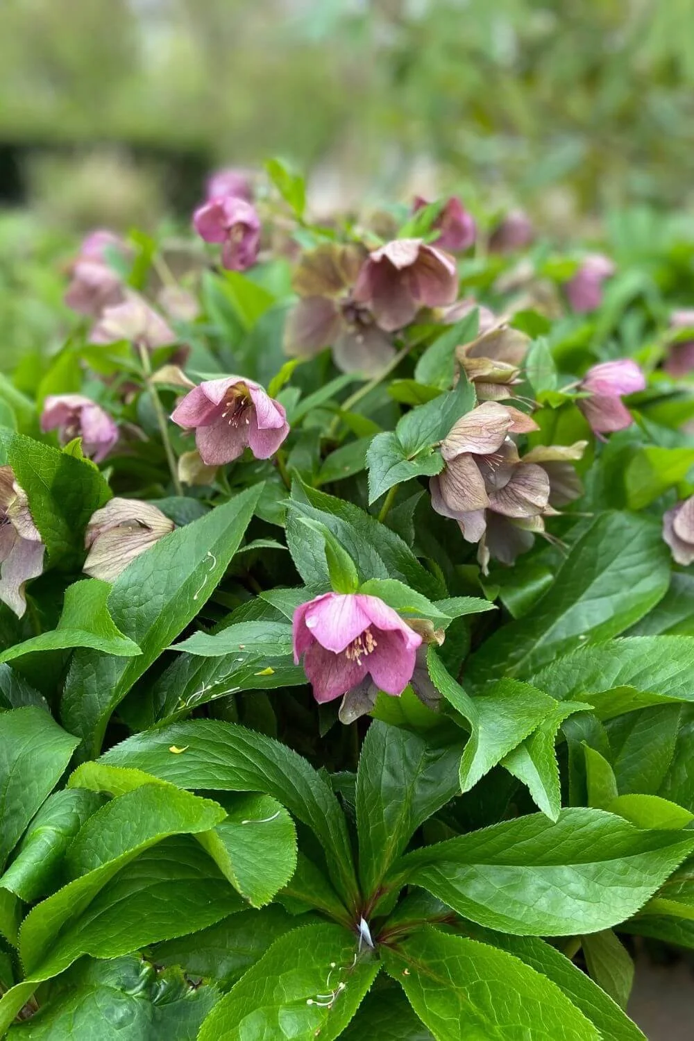 Thriving in the Shadows: The Best Shade-Loving Perennials