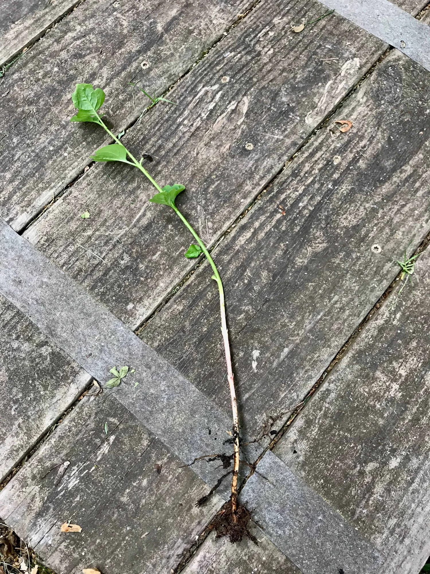 How to Propagate Lilacs: A Step-by-Step Guide