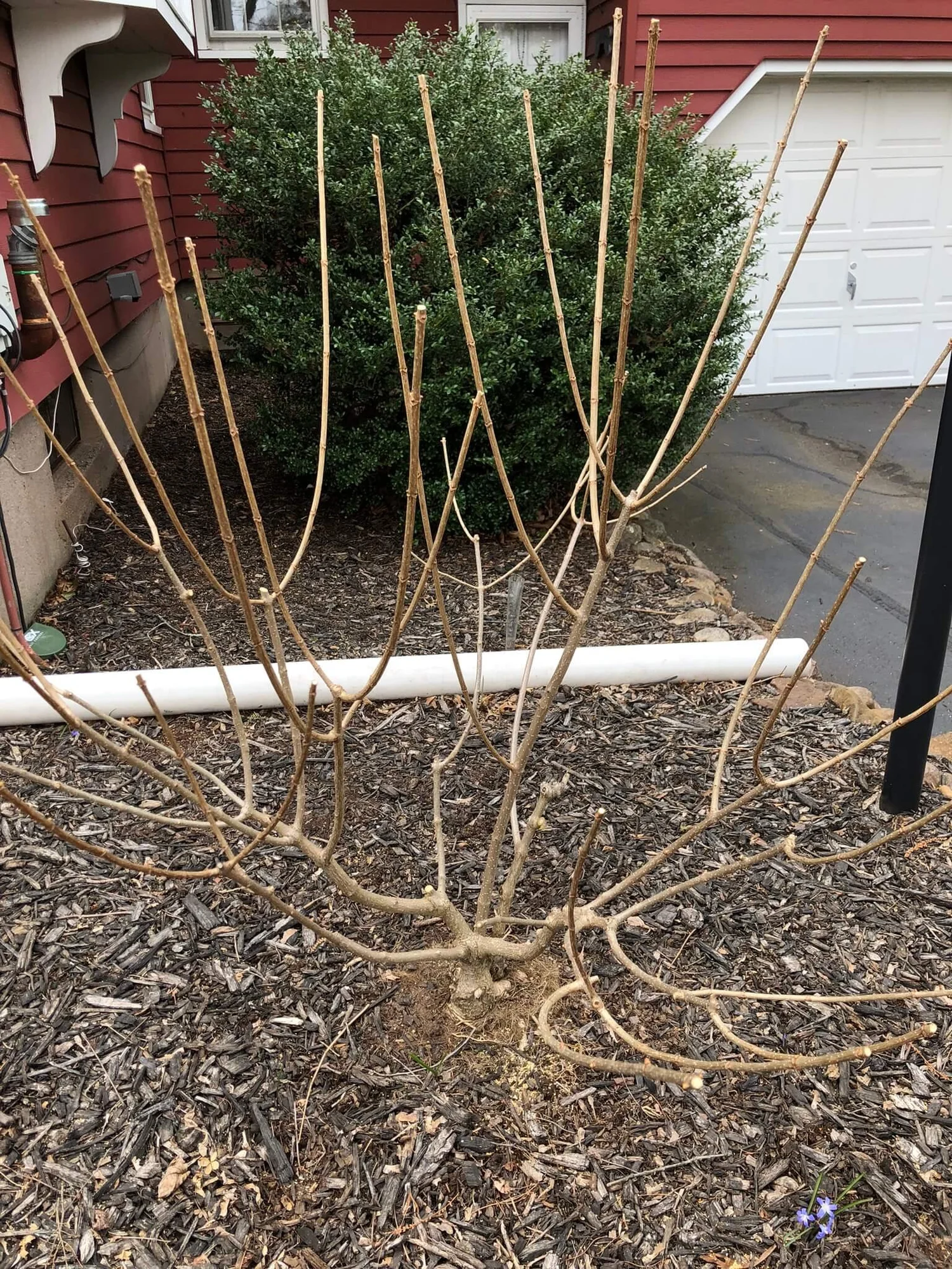 The Ultimate Guide to Growing Panicle Hydrangeas