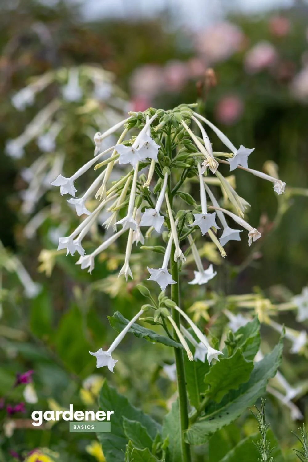 How to Grow a Moon Garden: Flowers That Glow and Smell Amazing at Night