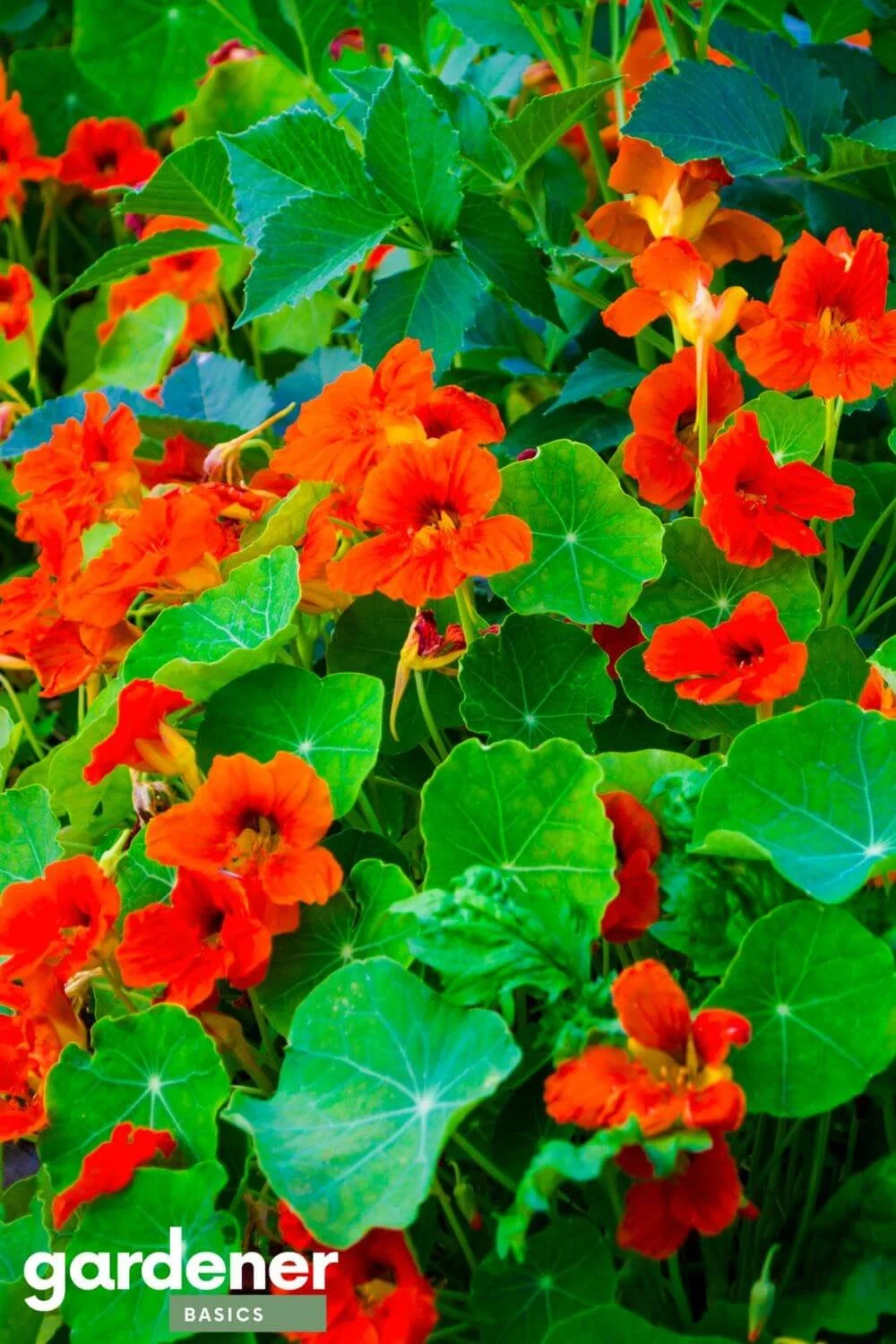 The Best Annual Flowers for a Fragrant Garden