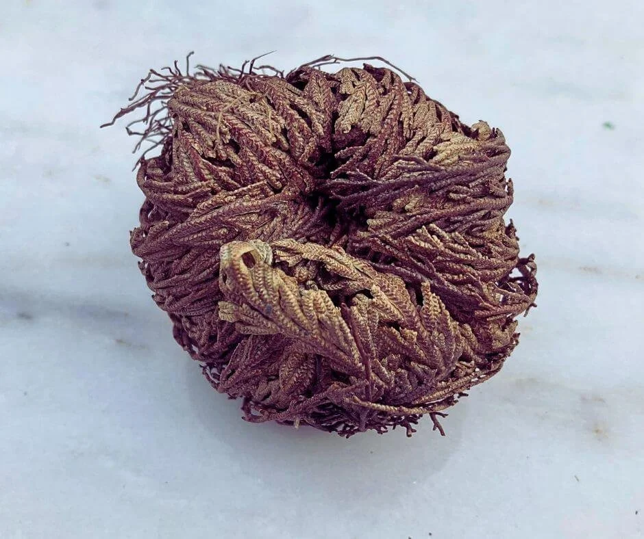A Complete Guide to Rose of Jericho Care aka Resurrection Plant
