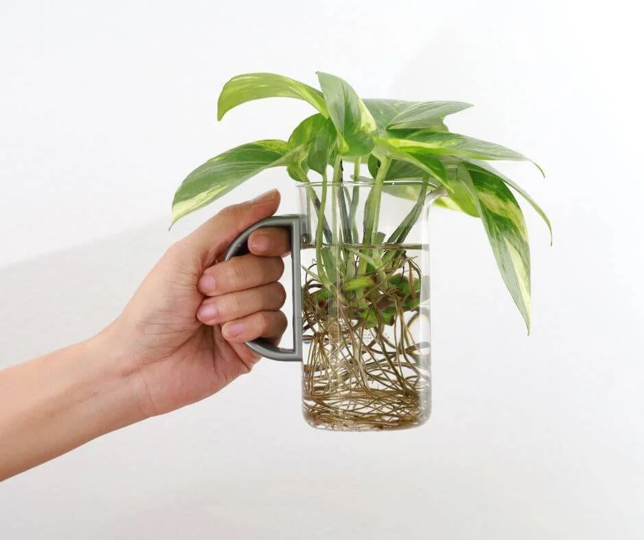 Plant a Garden Out of Water: 20 Amazing Plants That Grow In Water