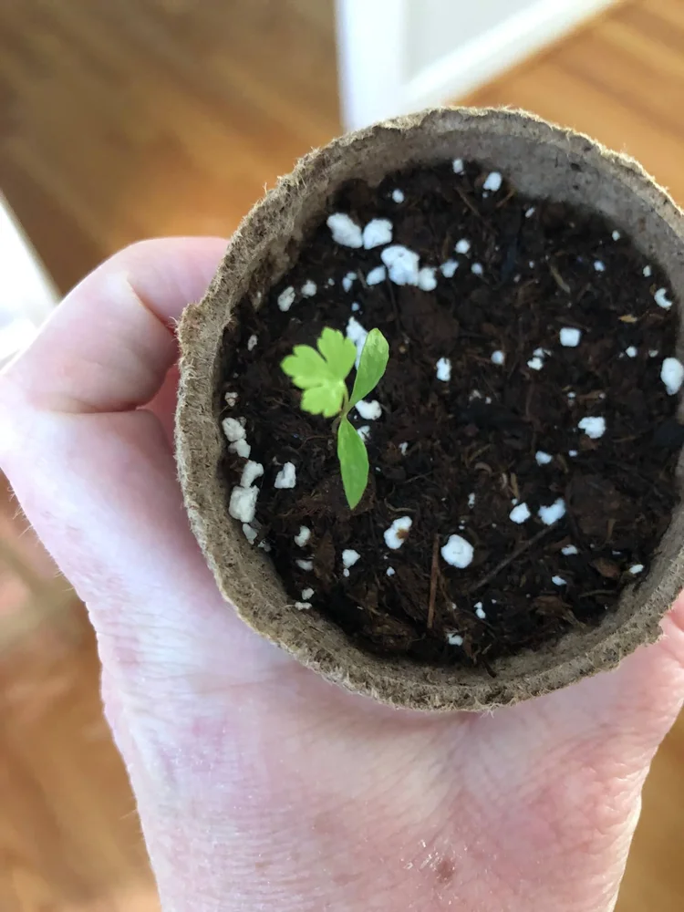 Cultivate Success: The Ultimate Guide to Growing Parsley Indoors