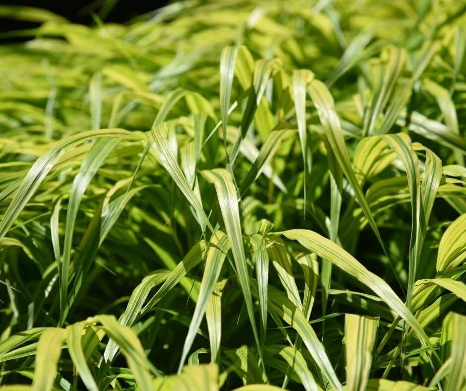 Deer Resistant Grasses: How to Grow Them and Why Deer Stay Away
