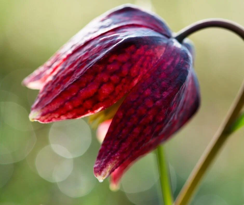 The Most Beautiful Bell-Shaped Flowers to Add to Your Garden