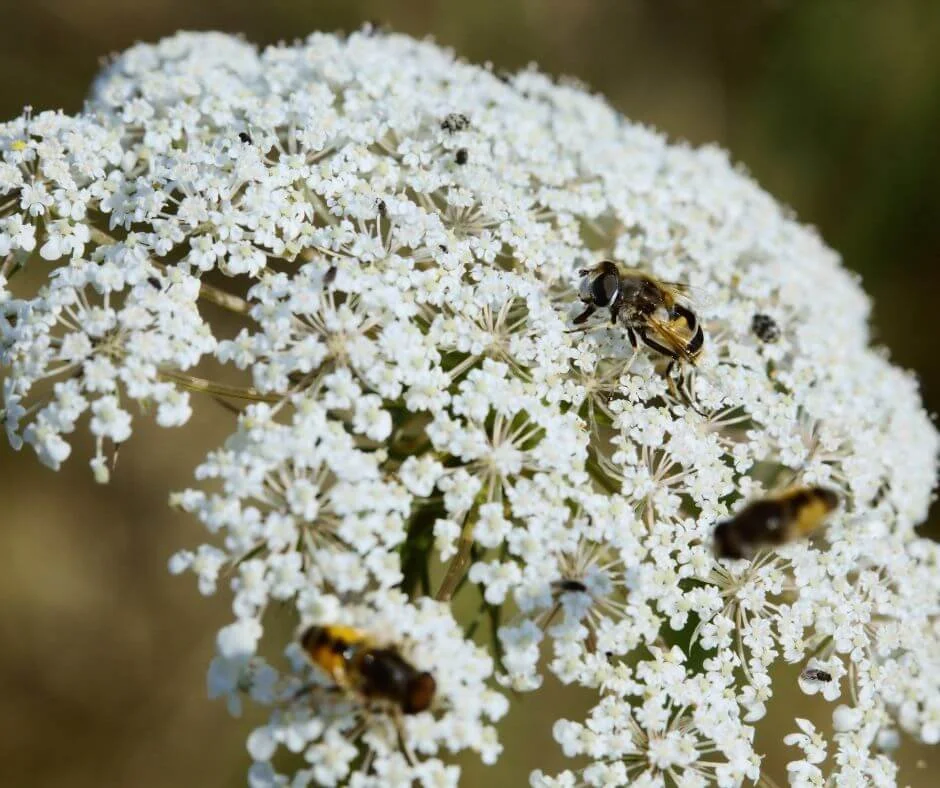 The Best and Worst Flowers for Attracting Pollinators