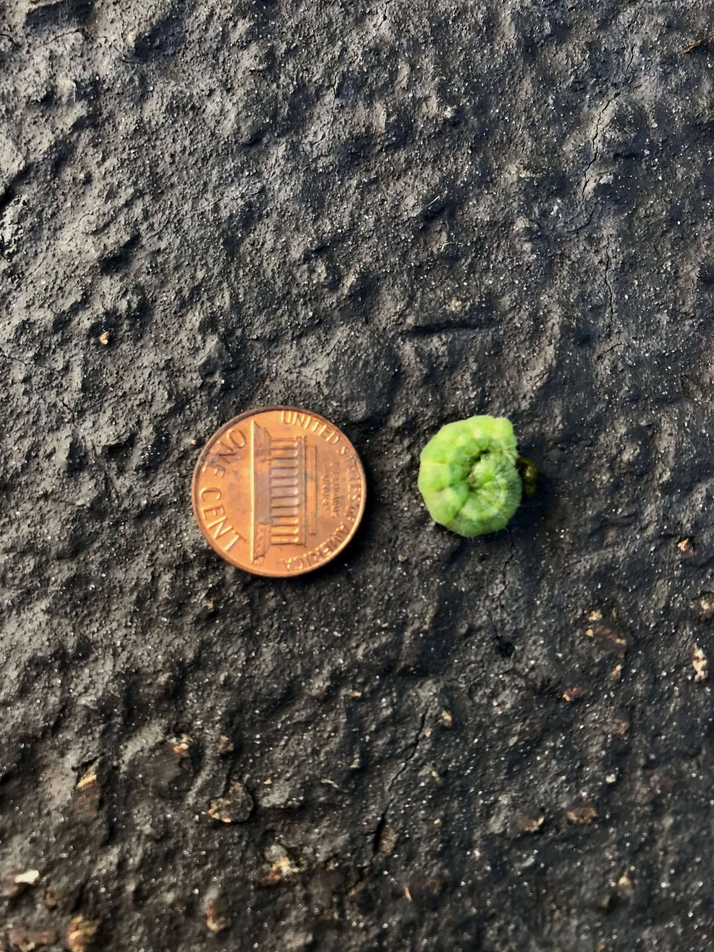 The Battle of the Budworms: Protecting Flowers From These Pests