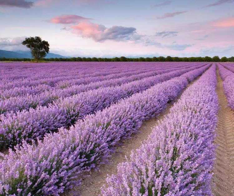 How to Plant a Lavender Hedge: A Step-by-Step Guide