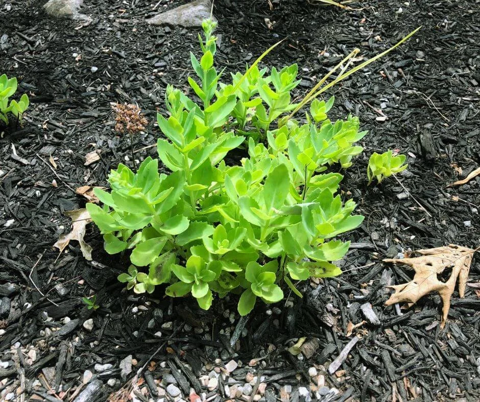 Low-Effort, High-Impact: 15 Stunning Plants for the Busy Gardener