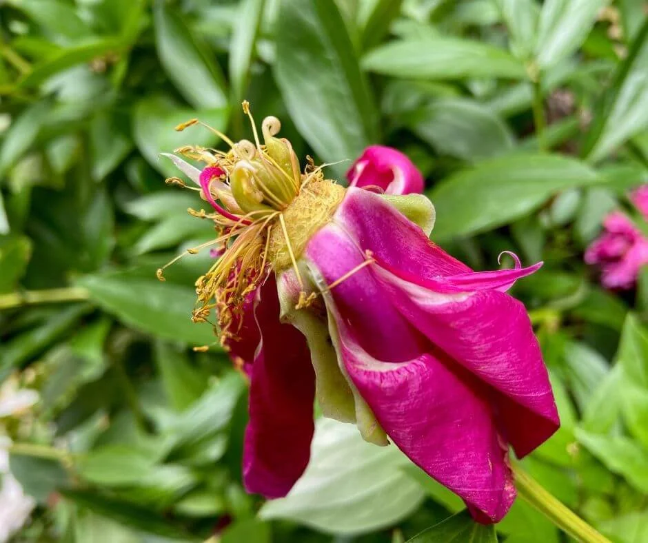 The Art of Deadheading Peonies - Essential Tips