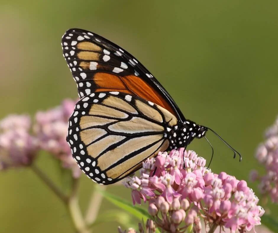 The Best and Worst Flowers for Attracting Pollinators