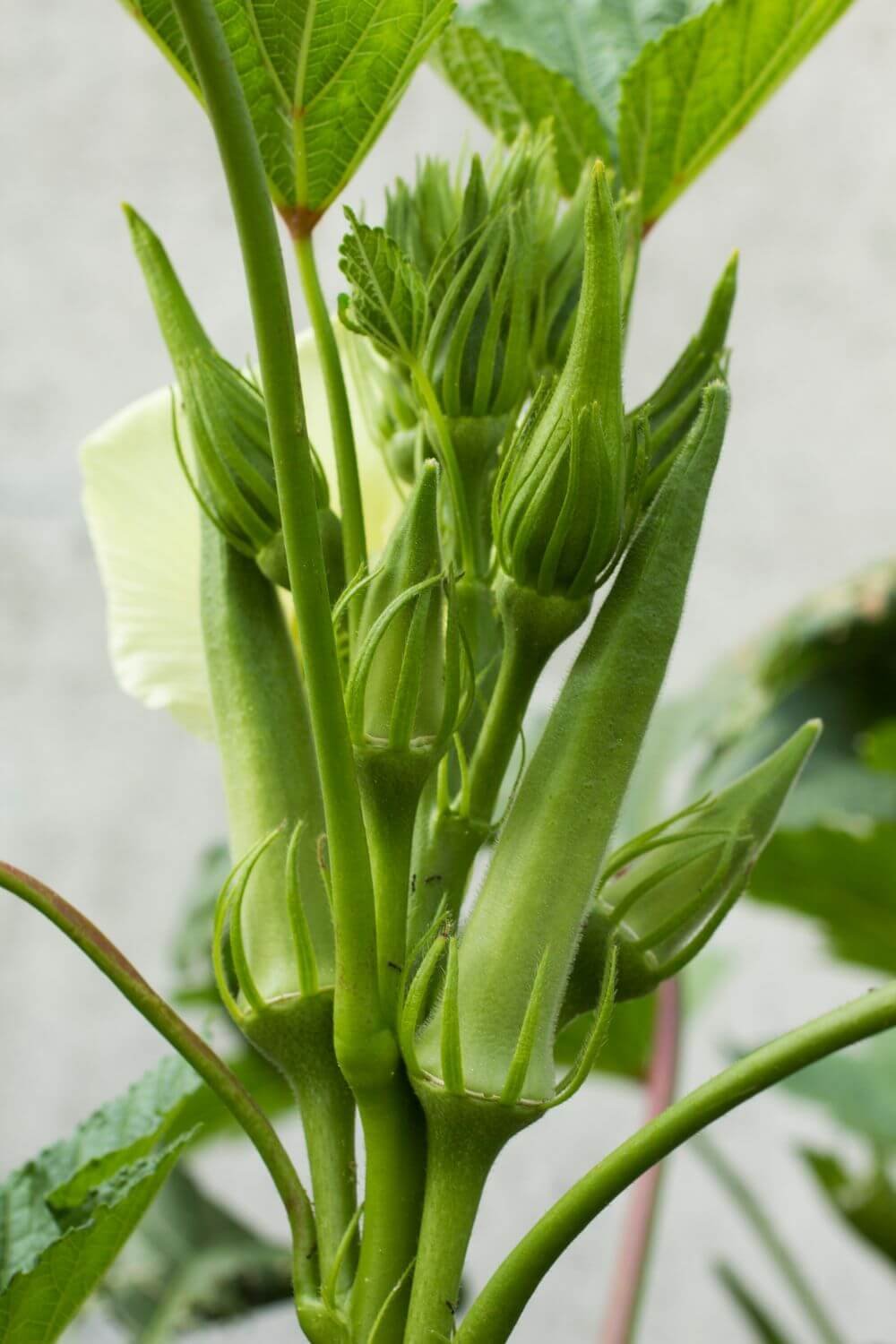 Early Picks: Vegetables That Taste Better When Harvested Sooner