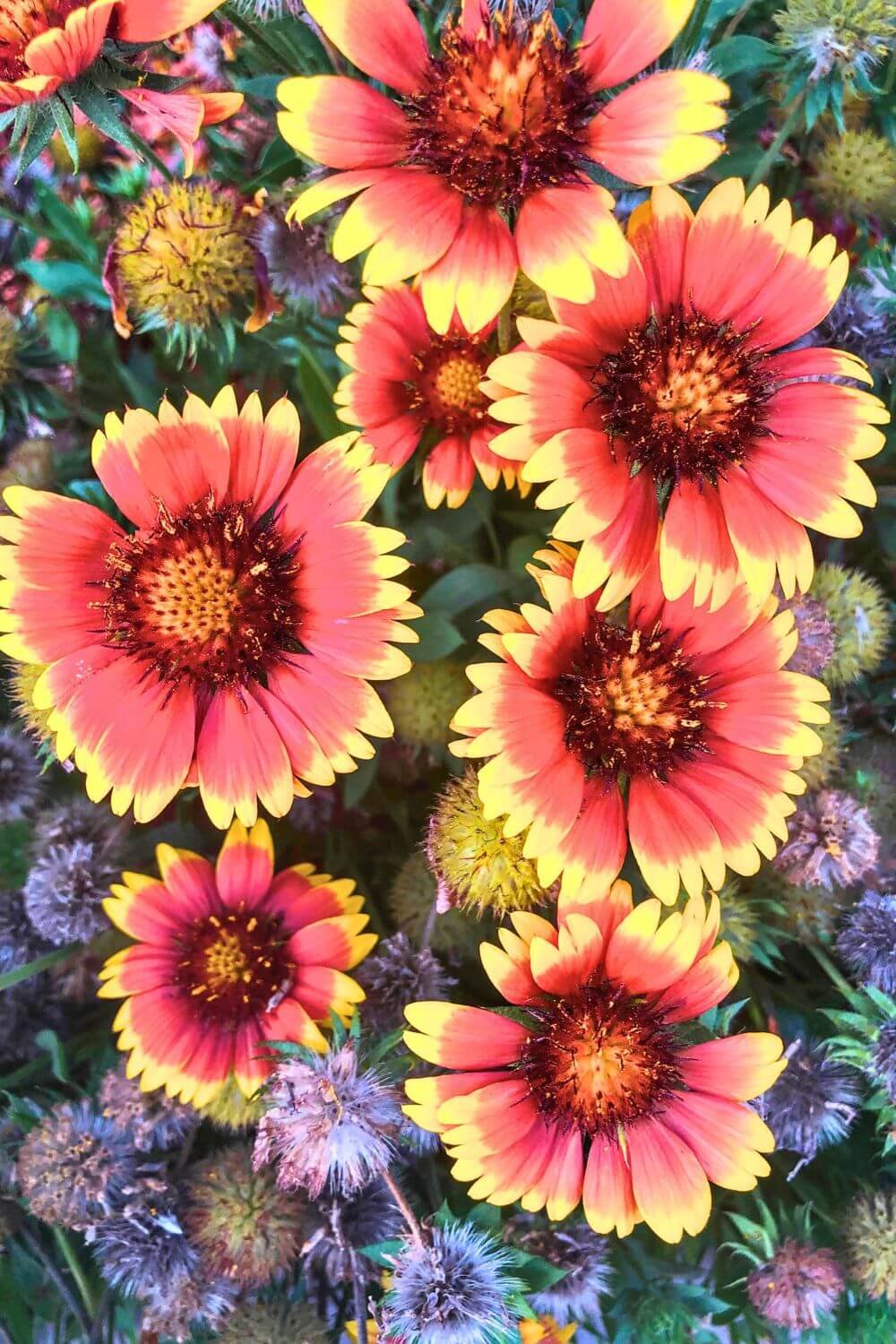 15 Drought-Tolerant Perennials That Survive Scorching Summers