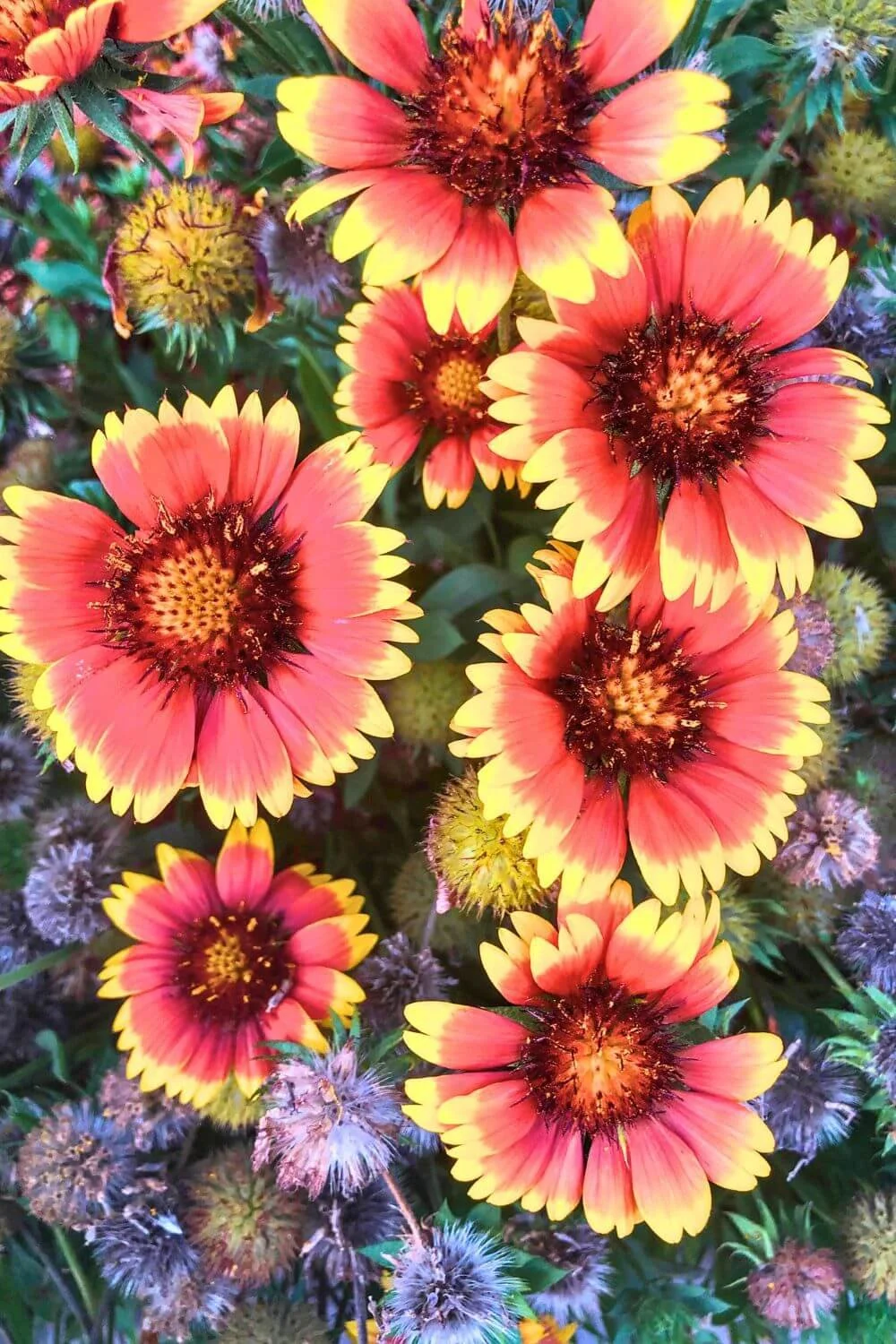 15 Drought-Tolerant Perennials That Survive Scorching Summers