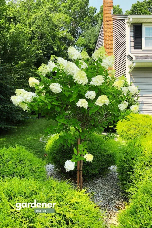 The No-Stress Hydrangea: Growing Limelight Hydrangeas with Ease
