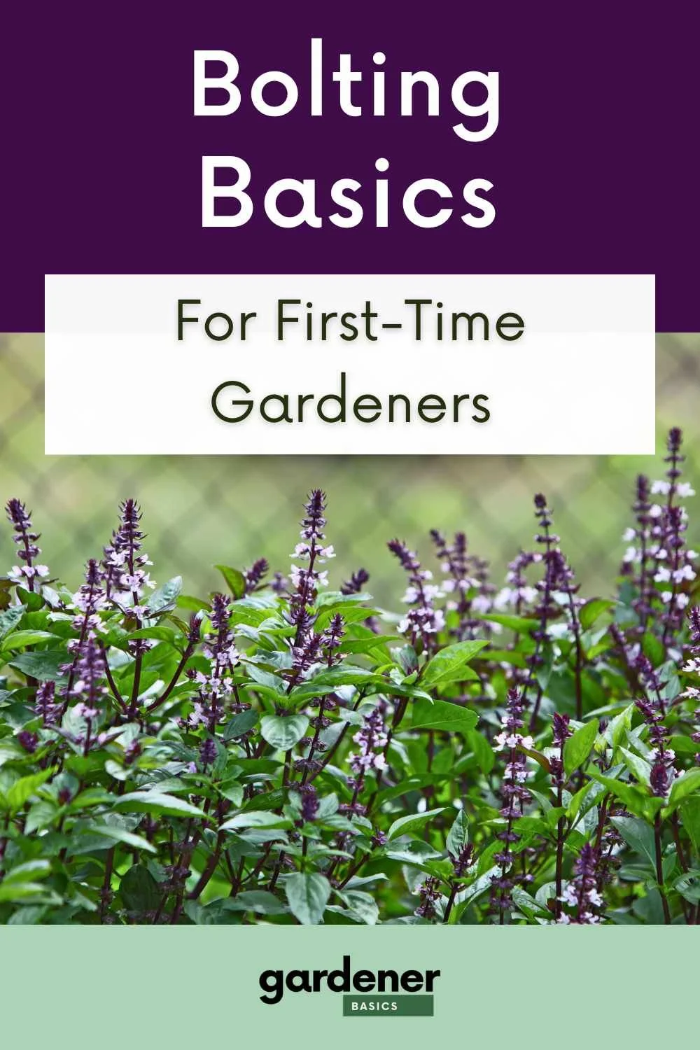 Bolting Basics: What It Is and How to Keep Your Garden in Check