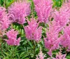 25 Stunning Pink Perennials to Enhance Your Garden