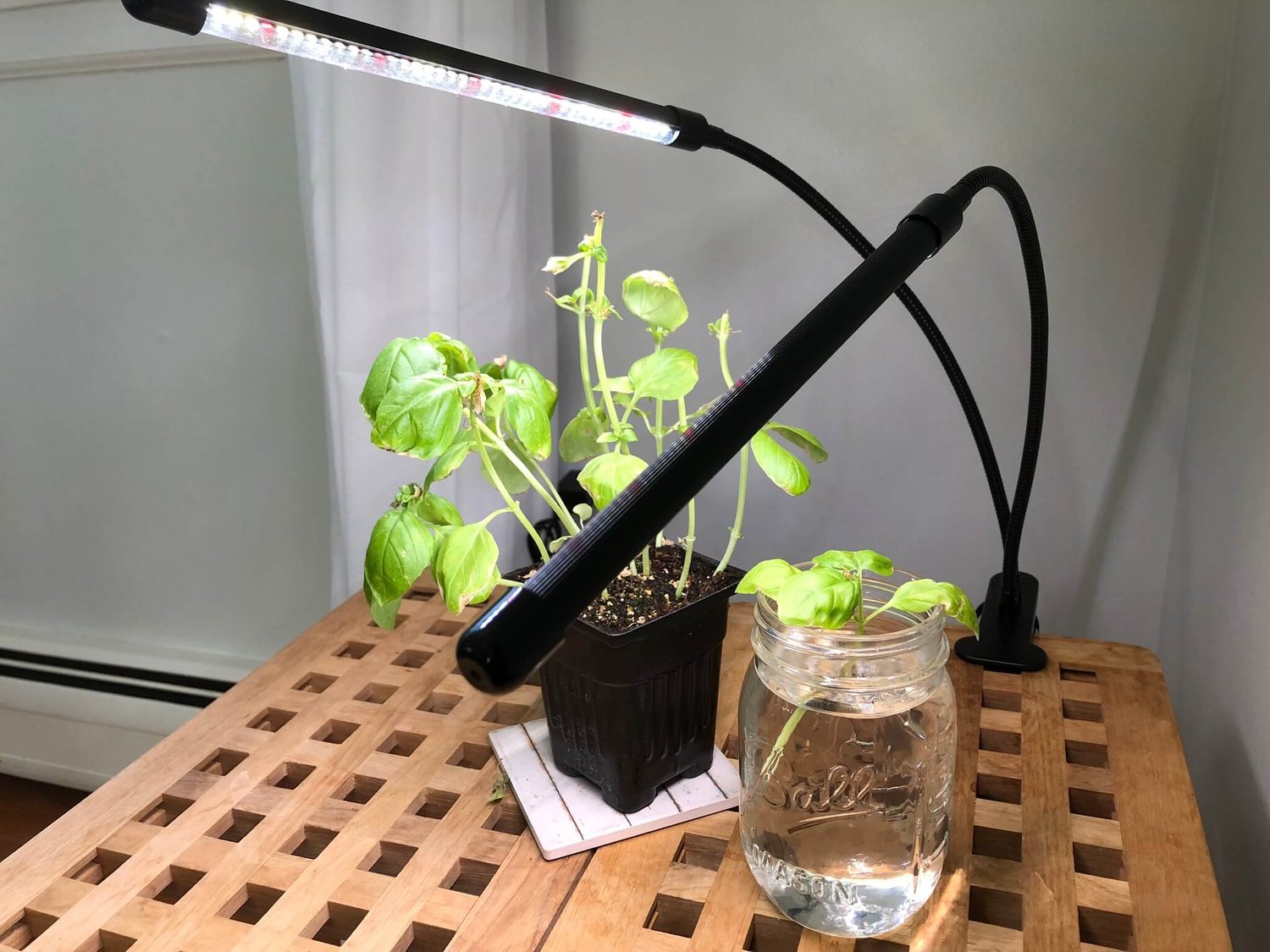 Growing Basil From Cuttings: An Easy and Fun Guide