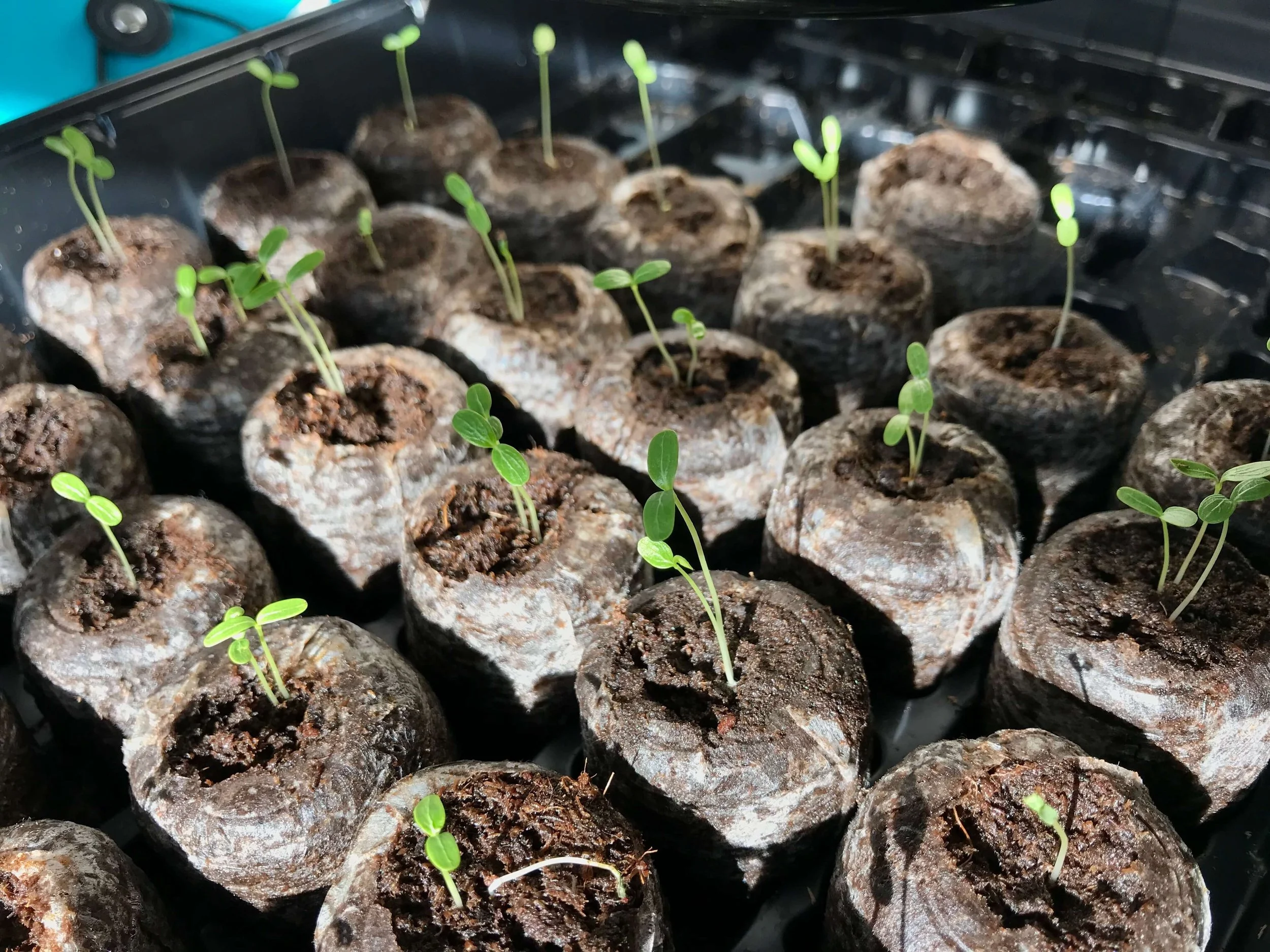 Starting Seeds Indoors: A Beginner's Guide to Success